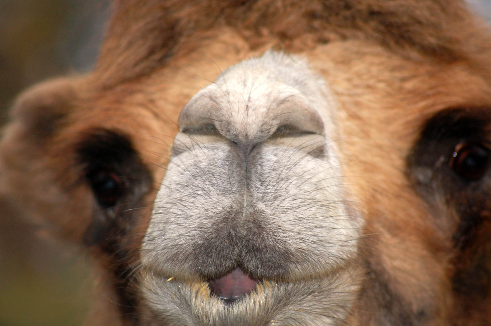 Kamel Foto & Bild | tiere, zoo, wildpark & falknerei, säugetiere Bilder ...