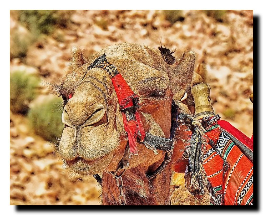 Kamel Foto & Bild | tiere, tierdetails, alles mögliche Bilder auf ...