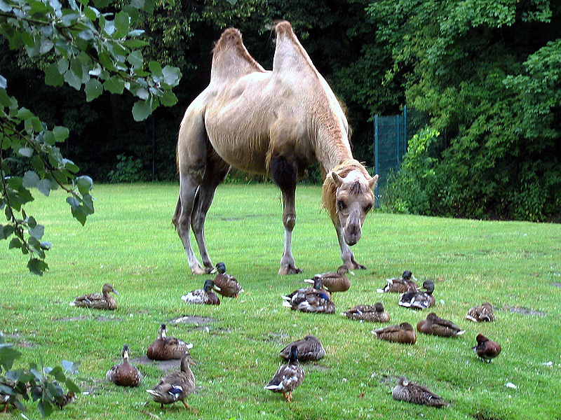 Kamel Foto & Bild | tiere, zoo, wildpark & falknerei, säugetiere Bilder ...