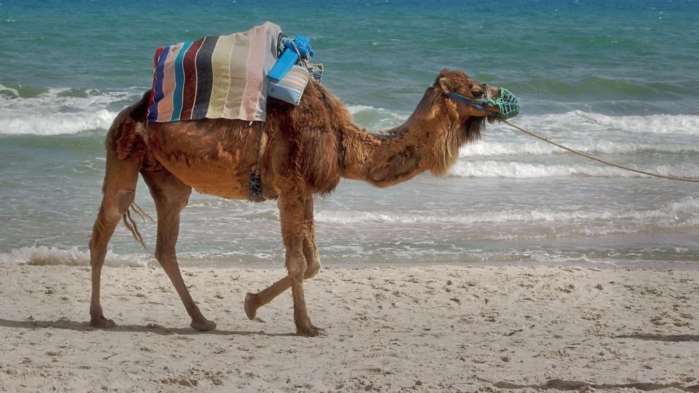 Kamel Foto & Bild | natur, tiere, kamele Bilder auf fotocommunity