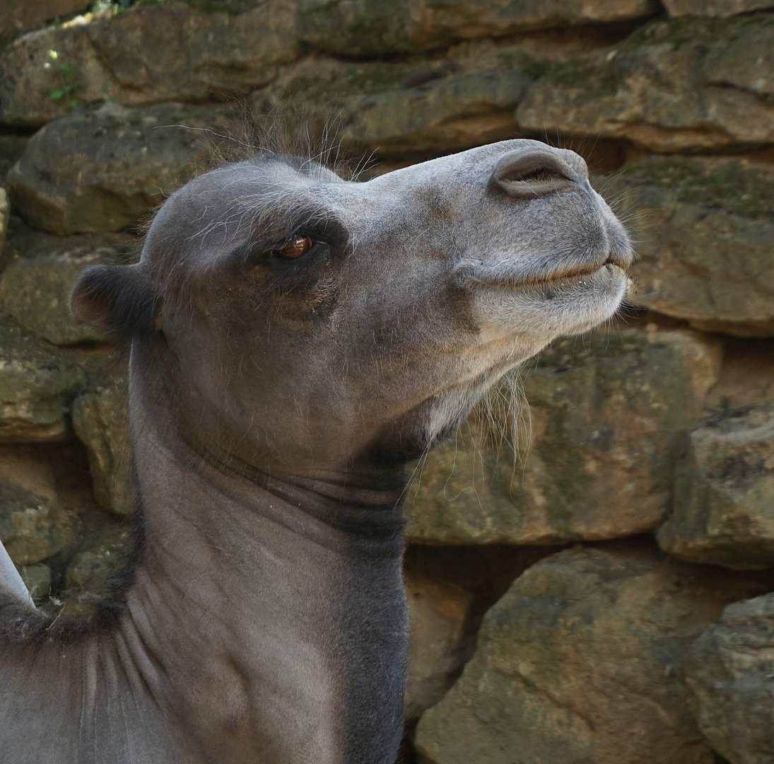 Kamel Foto & Bild | natur, münster, zoo Bilder auf fotocommunity