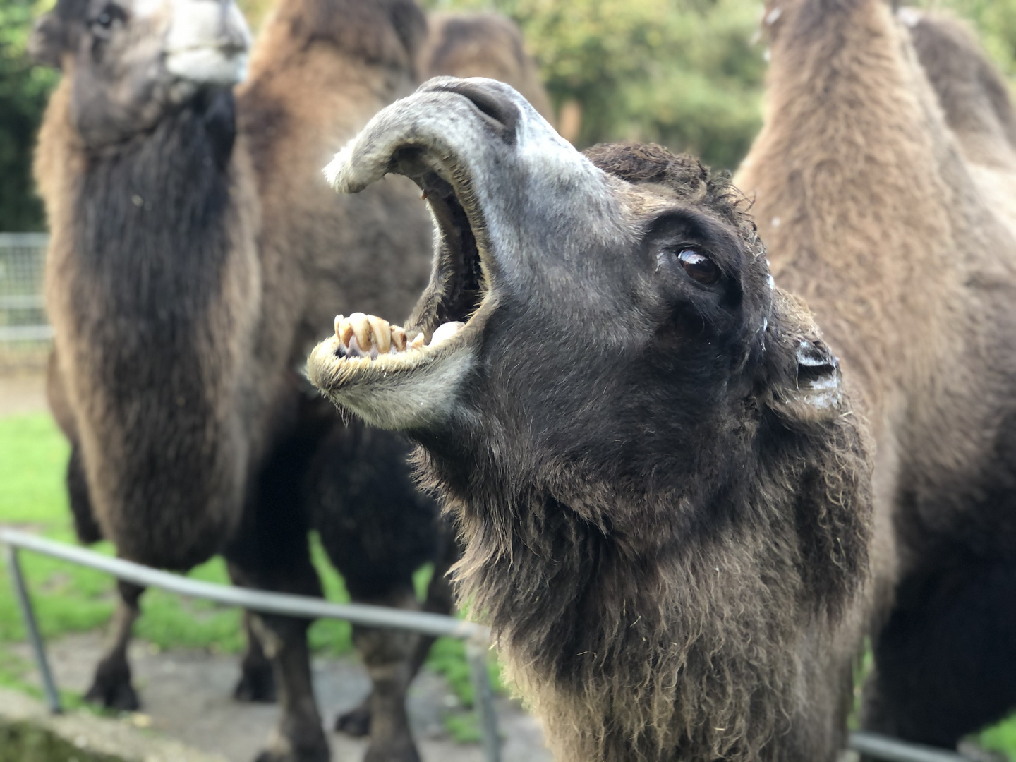 Kamel Foto & Bild | tiere, kamel, trampeltier Bilder auf fotocommunity