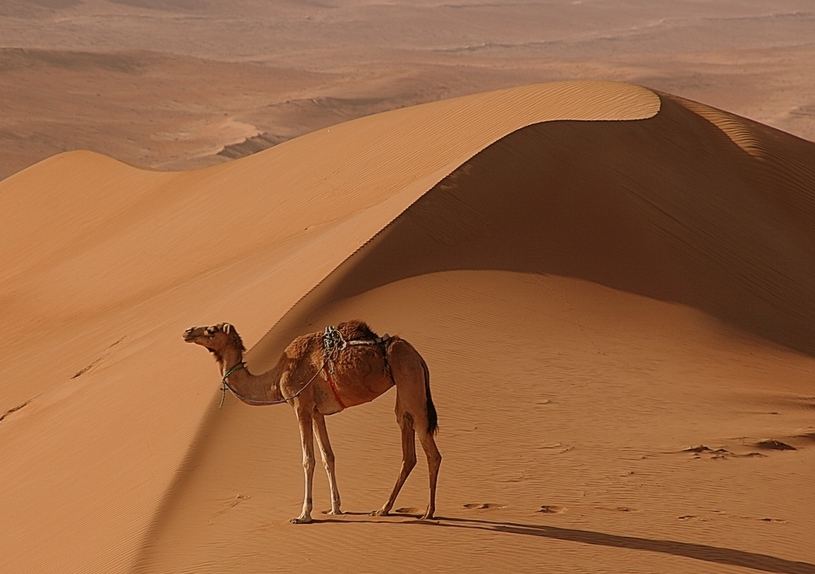 Kamel in den Wahiba Sands - Oman Foto & Bild | landschaft, wüste ...