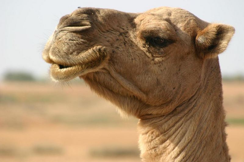 Kamel in Marokko Foto & Bild | tiere, wildlife, säugetiere Bilder auf ...