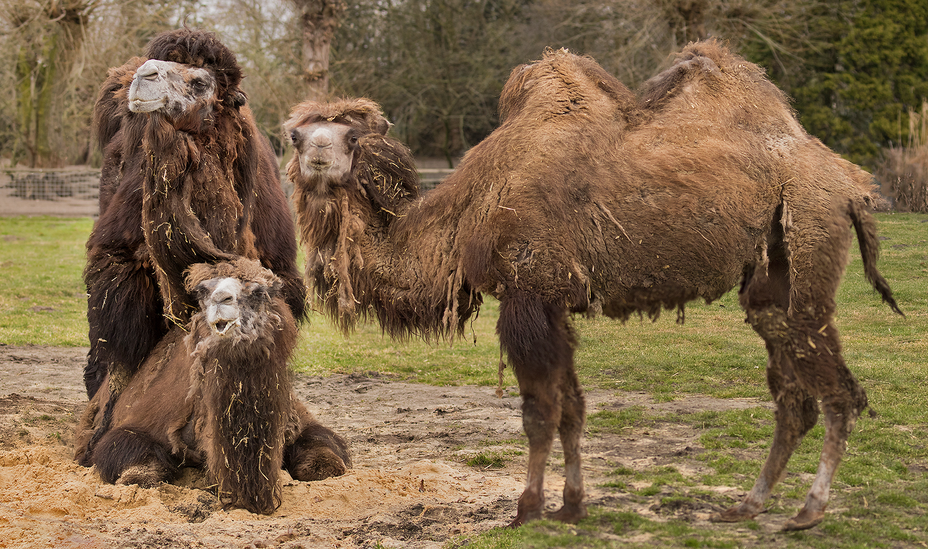 Kamele 001 Foto & Bild | jahreszeiten, frühling, wiese Bilder auf ...
