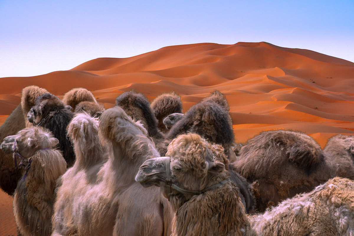 Kamele Foto & Bild | natur, afrika, tiere Bilder auf fotocommunity