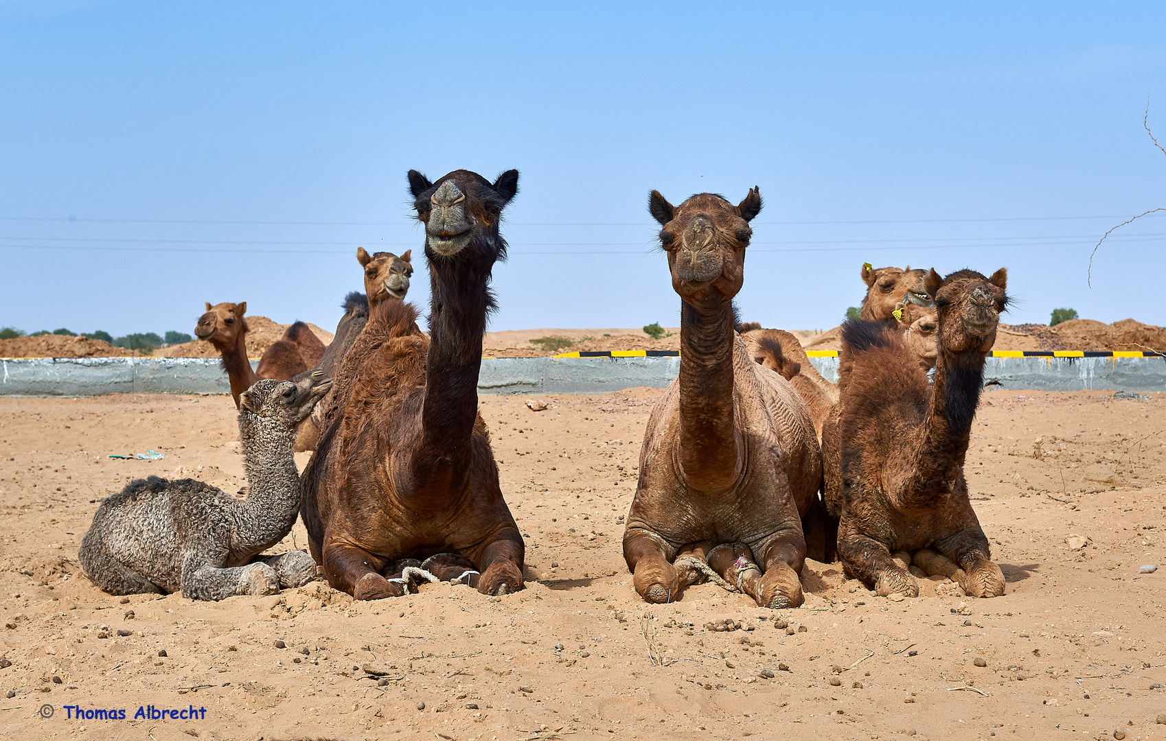 Kamele Foto & Bild | world, dokumentation, outdoor Bilder auf fotocommunity