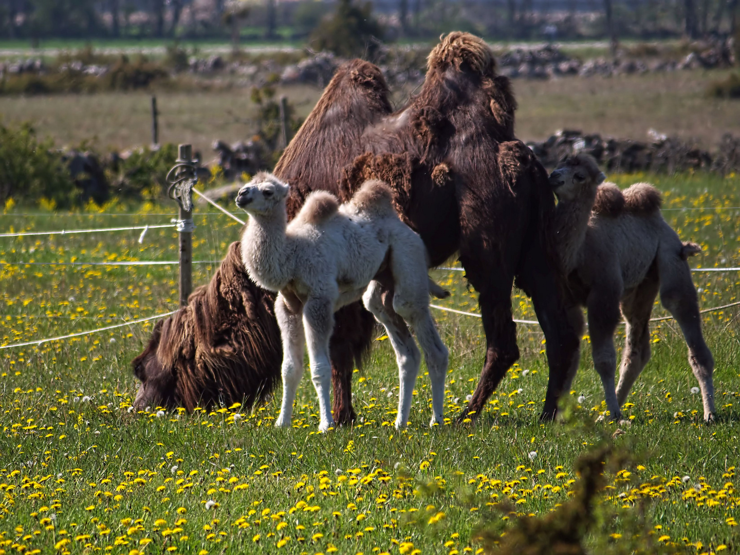 Kamele auf Öland Foto & Bild | schweden, natur, paarhufer Bilder auf ...