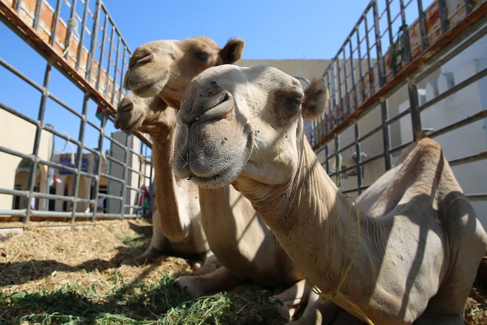 Kamele Foto & Bild | asia, middle east, tiere Bilder auf fotocommunity