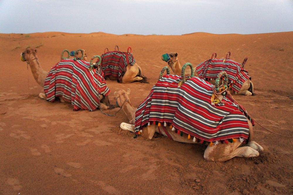 Kamele in der Wüste Dubais Foto & Bild | asia, middle east, united arab ...