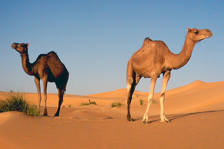 Kamele in Mauretanien Foto & Bild | landschaft, wüste, natur ...