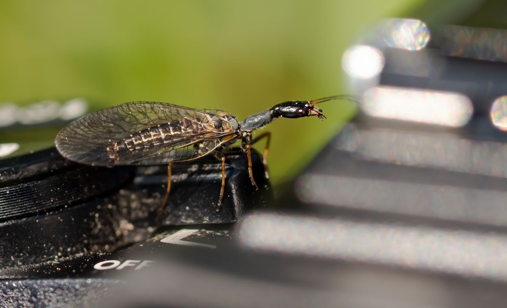 Kamelhalsfliege Foto & Bild | natur, fliege, insekten Bilder auf ...