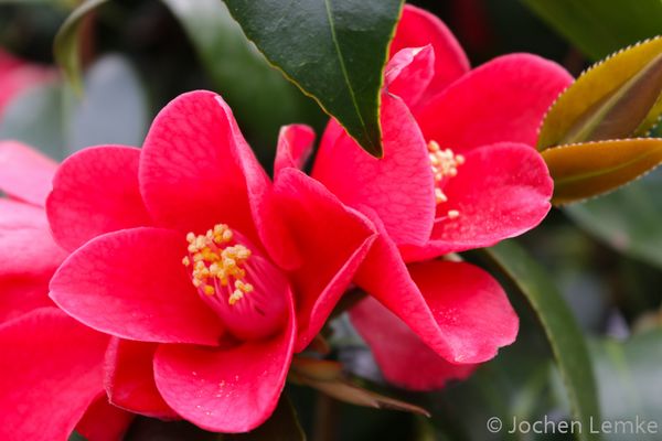 Jochen Lemke - Fotos & Bilder - Fotograf | fotocommunity