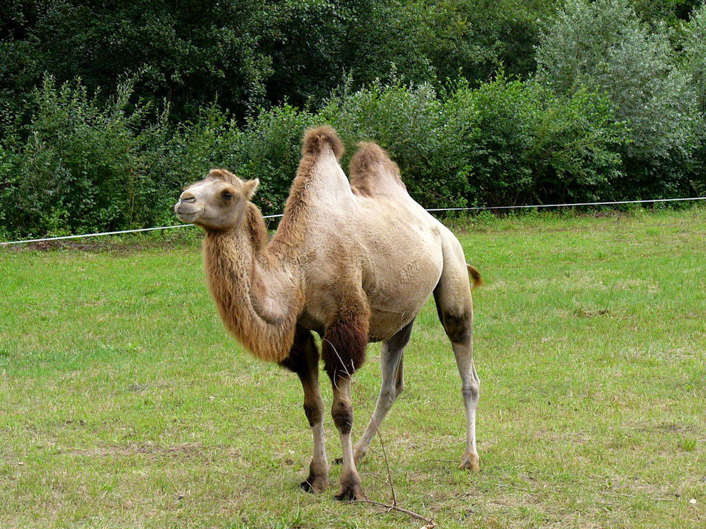 Kamel,Trampeltier Foto & Bild | tiere, wildlife, säugetiere Bilder auf ...