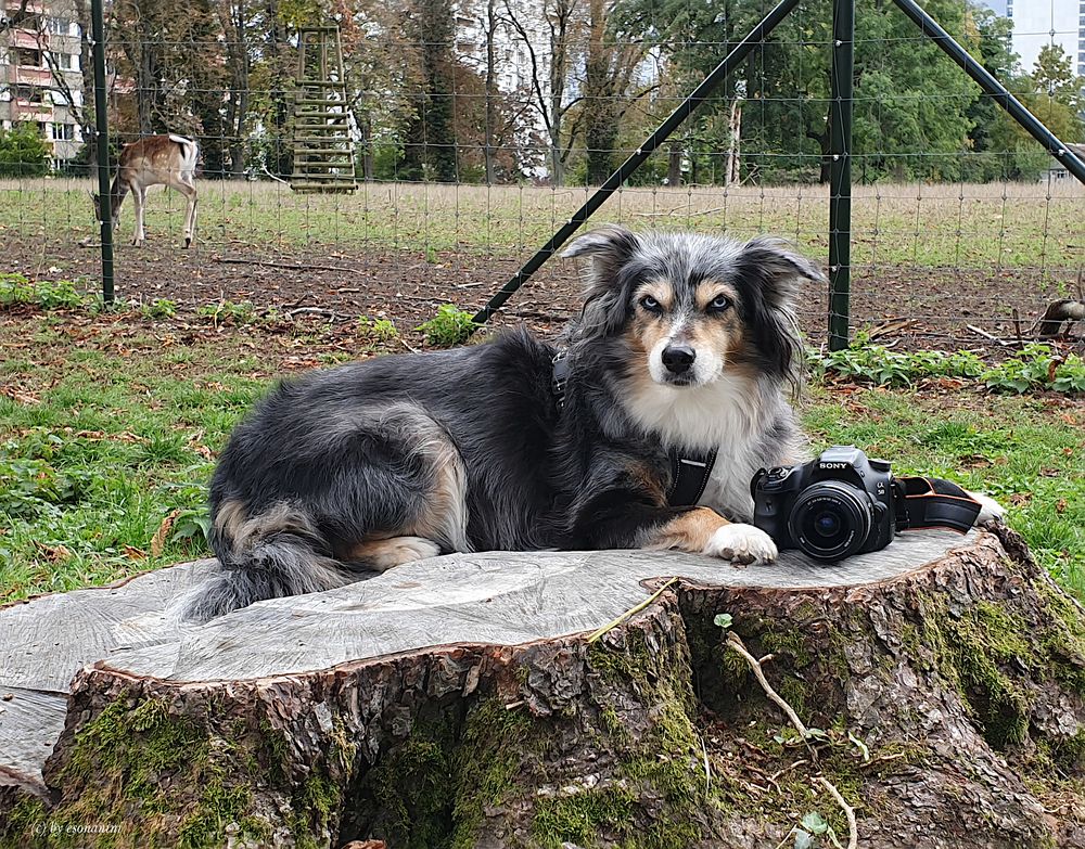 Kamera(d)hund Foto & Bild | spezial, outdoor, hunde Bilder auf fotocommunity