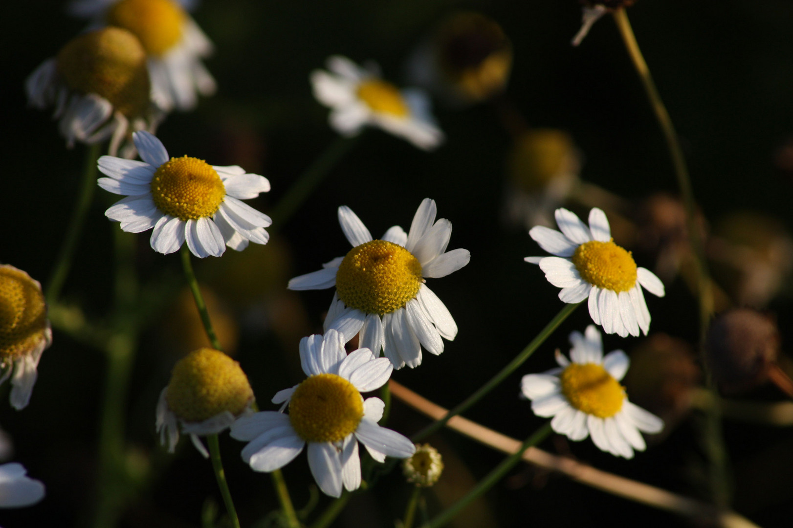 Kamille Foto & Bild | makros, natur, landschaft Bilder auf fotocommunity