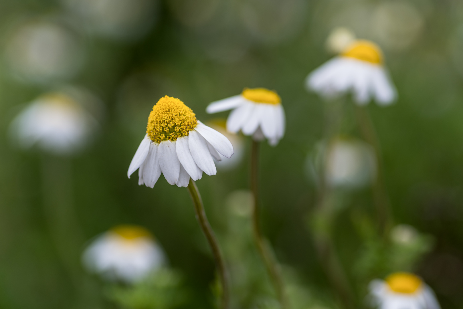 Kamille Foto & Bild | sommer, natur, pflanzen Bilder auf fotocommunity