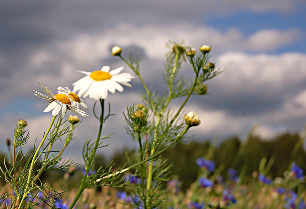 Kamille Foto & Bild | natur, blume, pflanzen Bilder auf fotocommunity