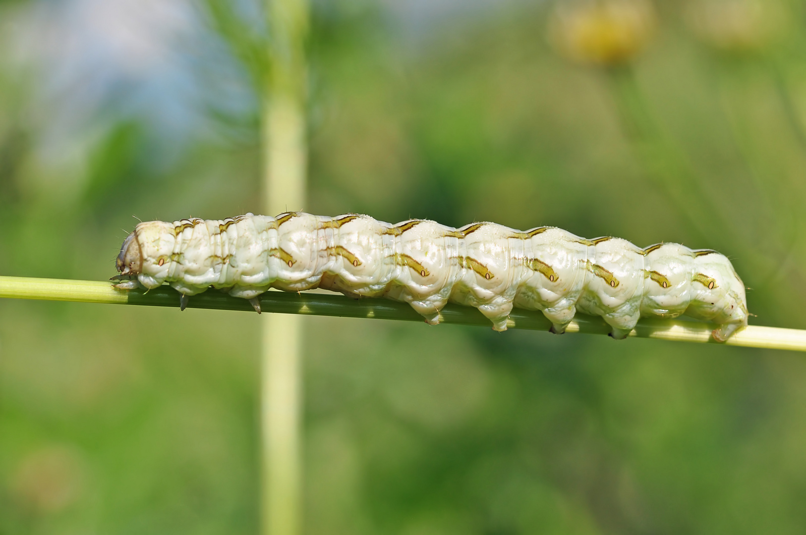 Kamillen-Mönch Raupe #2 Foto & Bild | tiere, wildlife, insekten Bilder ...
