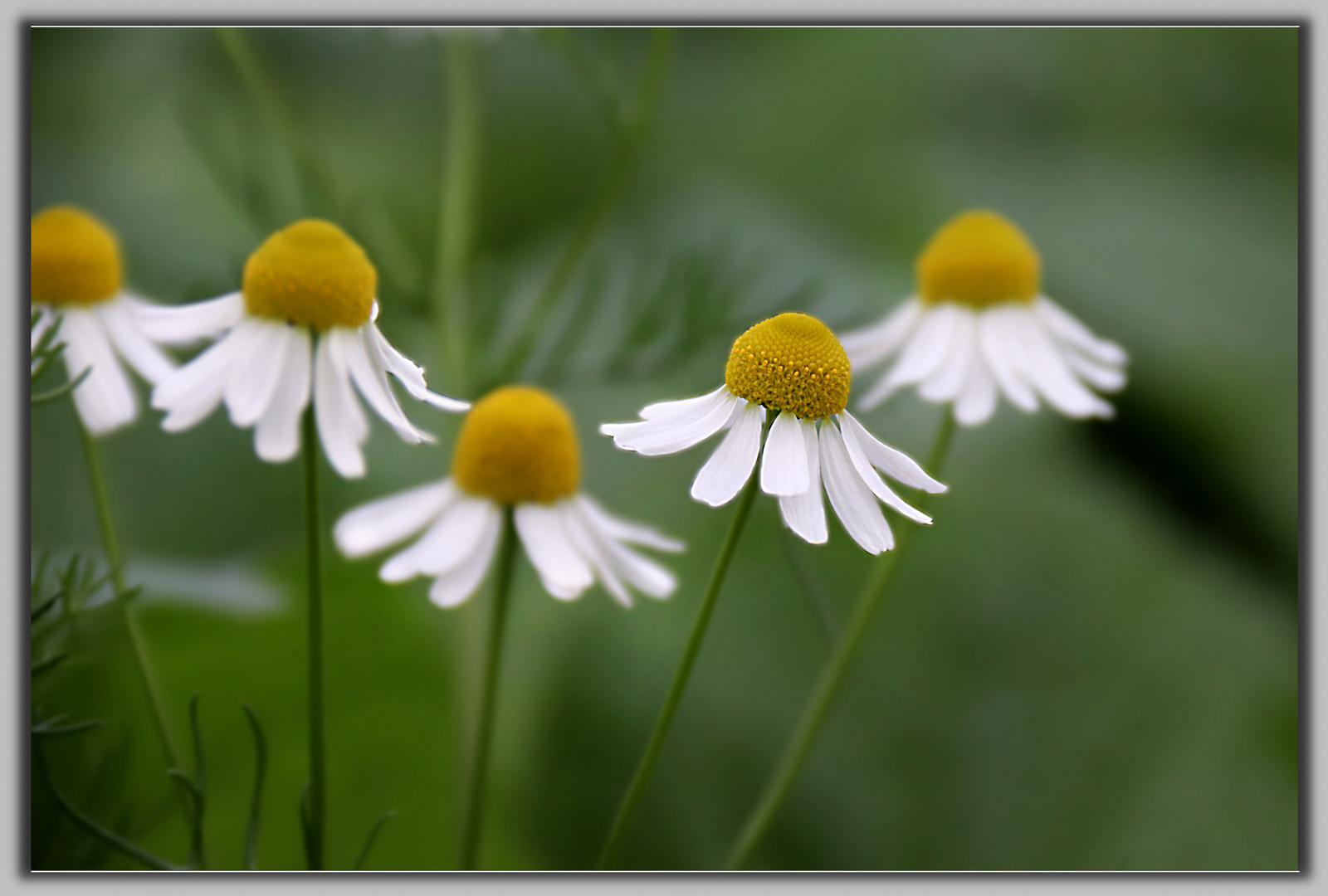 Kamillen - Tanz Foto & Bild | fotos, art, nature Bilder auf fotocommunity