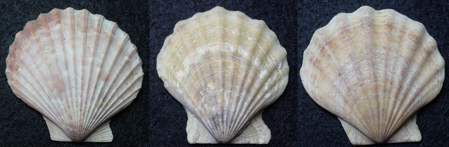 Kammmuschel (Pecten opercularis) Foto & Bild | tiere, wildlife ...