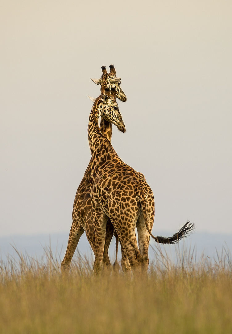Kampf der Bullen 2 Foto & Bild | tiere, wildlife, säugetiere Bilder auf ...