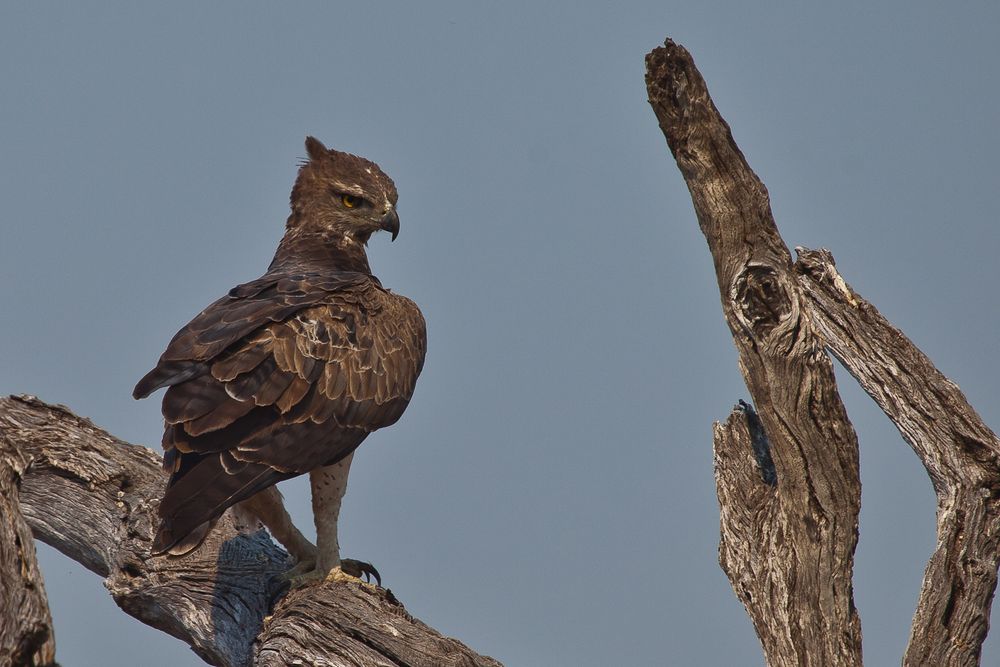 Kampfadler Foto & Bild | tiere, wildlife, wild lebende vögel Bilder auf ...