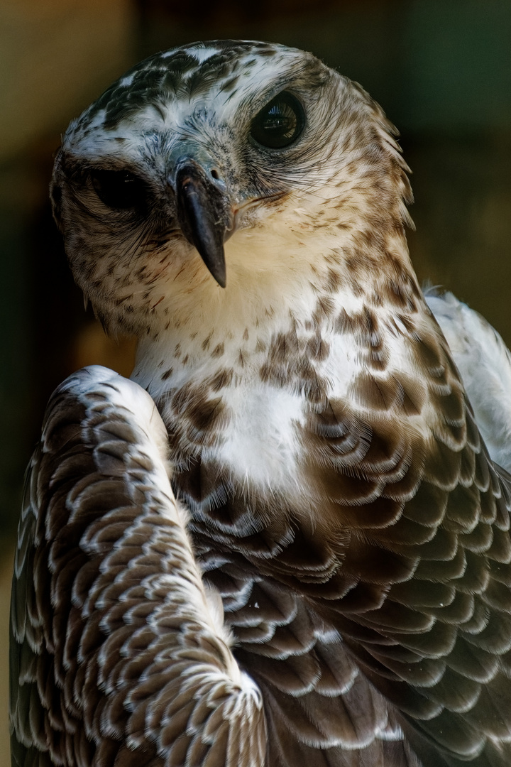 Kampfadler Foto & Bild | tiere, zoo, wildpark & falknerei, vögel Bilder ...