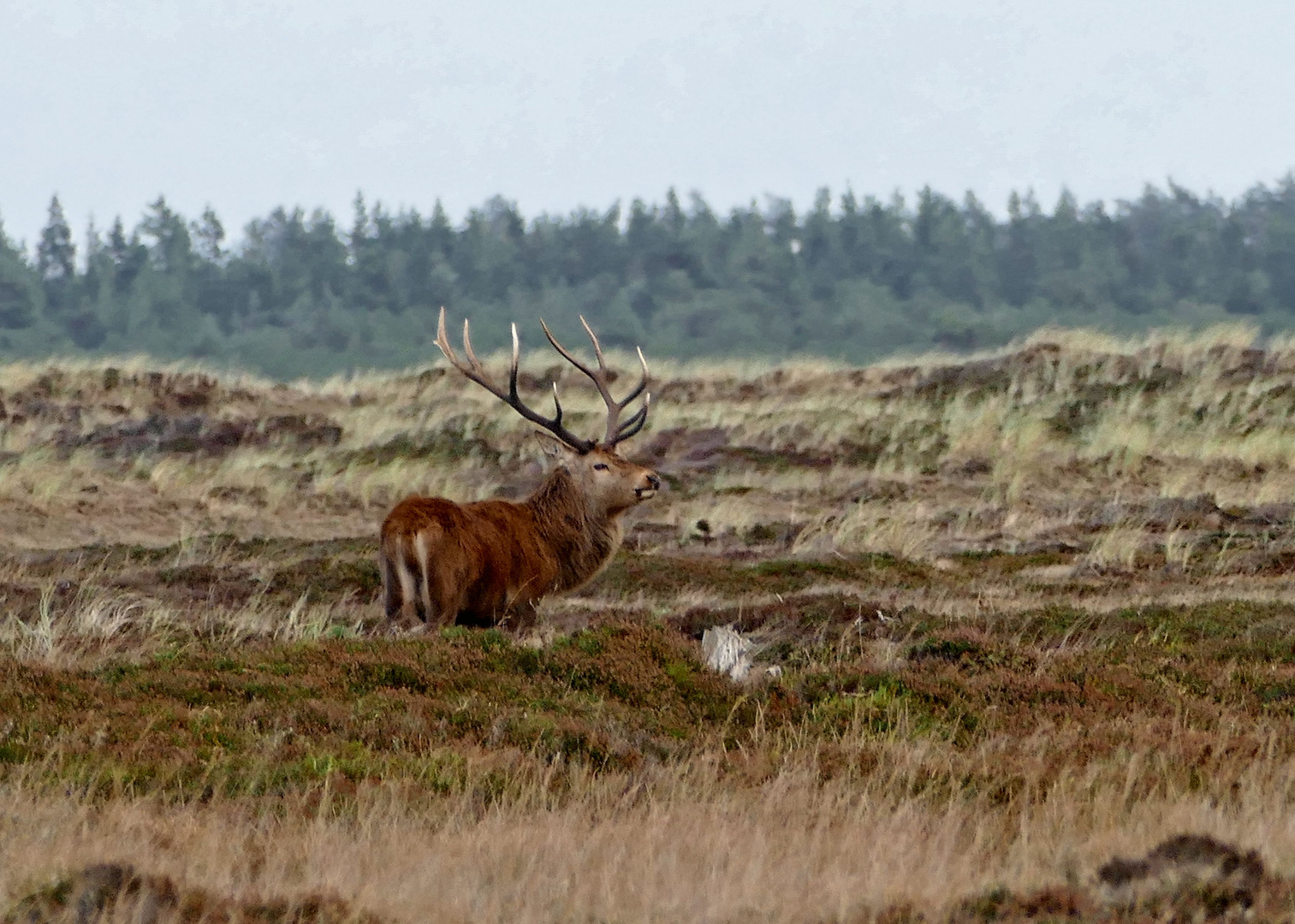Kampferprobt Foto & Bild | natur, herbst, tiere Bilder auf fotocommunity