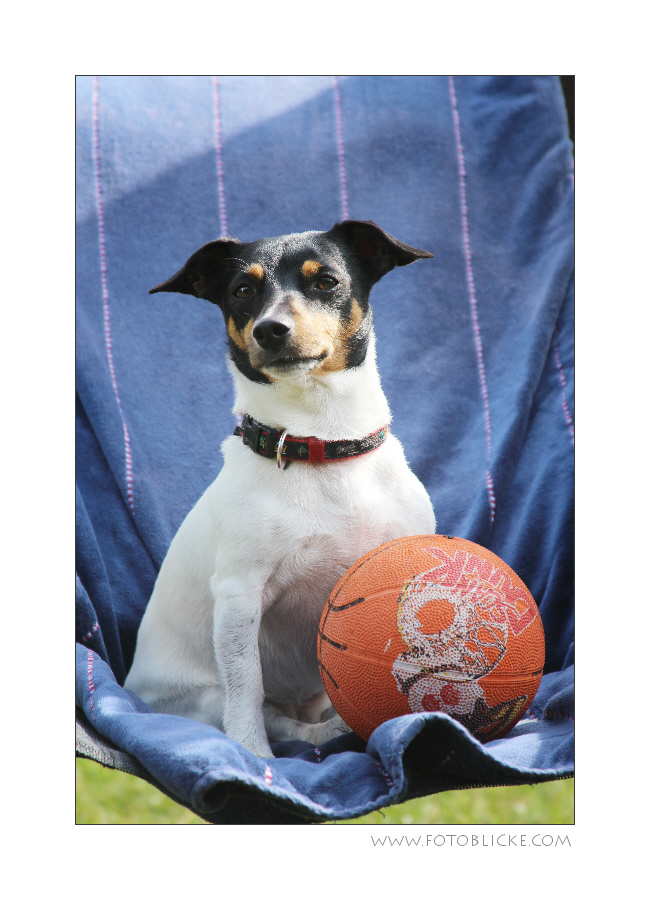 Kampfratte Foto & Bild | tiere, haustiere, hunde Bilder auf fotocommunity