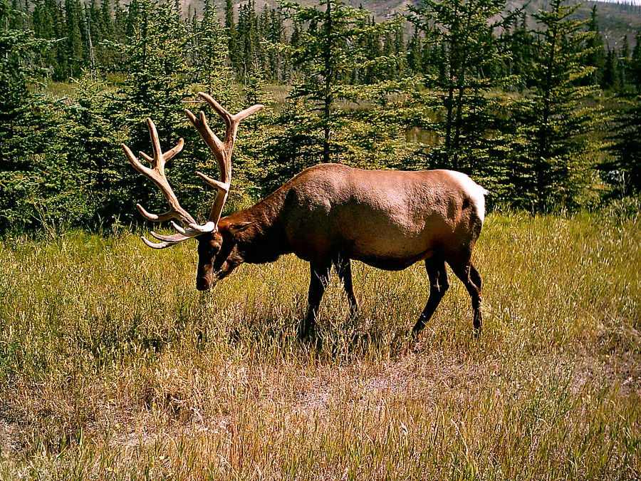 kanada elch Foto & Bild | tiere, wildlife, säugetiere Bilder auf ...