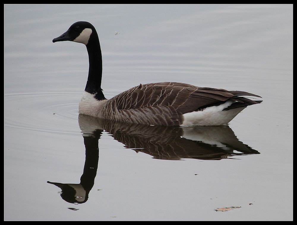 Kanada Gans Foto & Bild | tiere, wildlife, wild lebende vögel Bilder ...