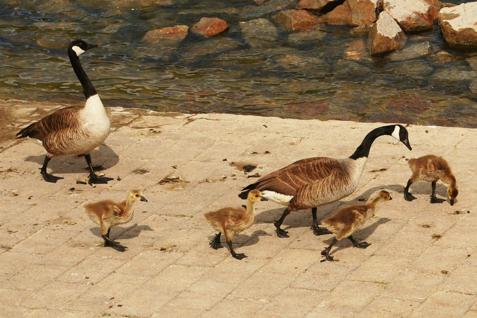 Kanada-Gans-Familie on Tour Foto & Bild | tiere, wildlife, wild lebende ...