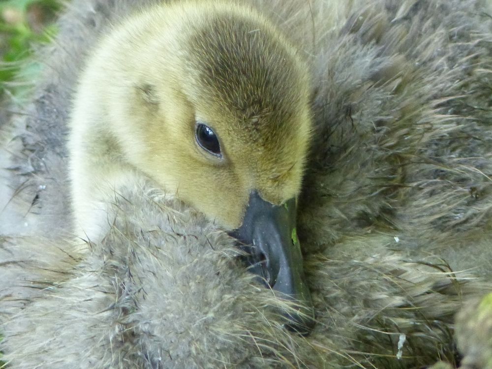 Kanada Gans Küken Foto & Bild | tiere, tierkinder, natur Bilder auf ...