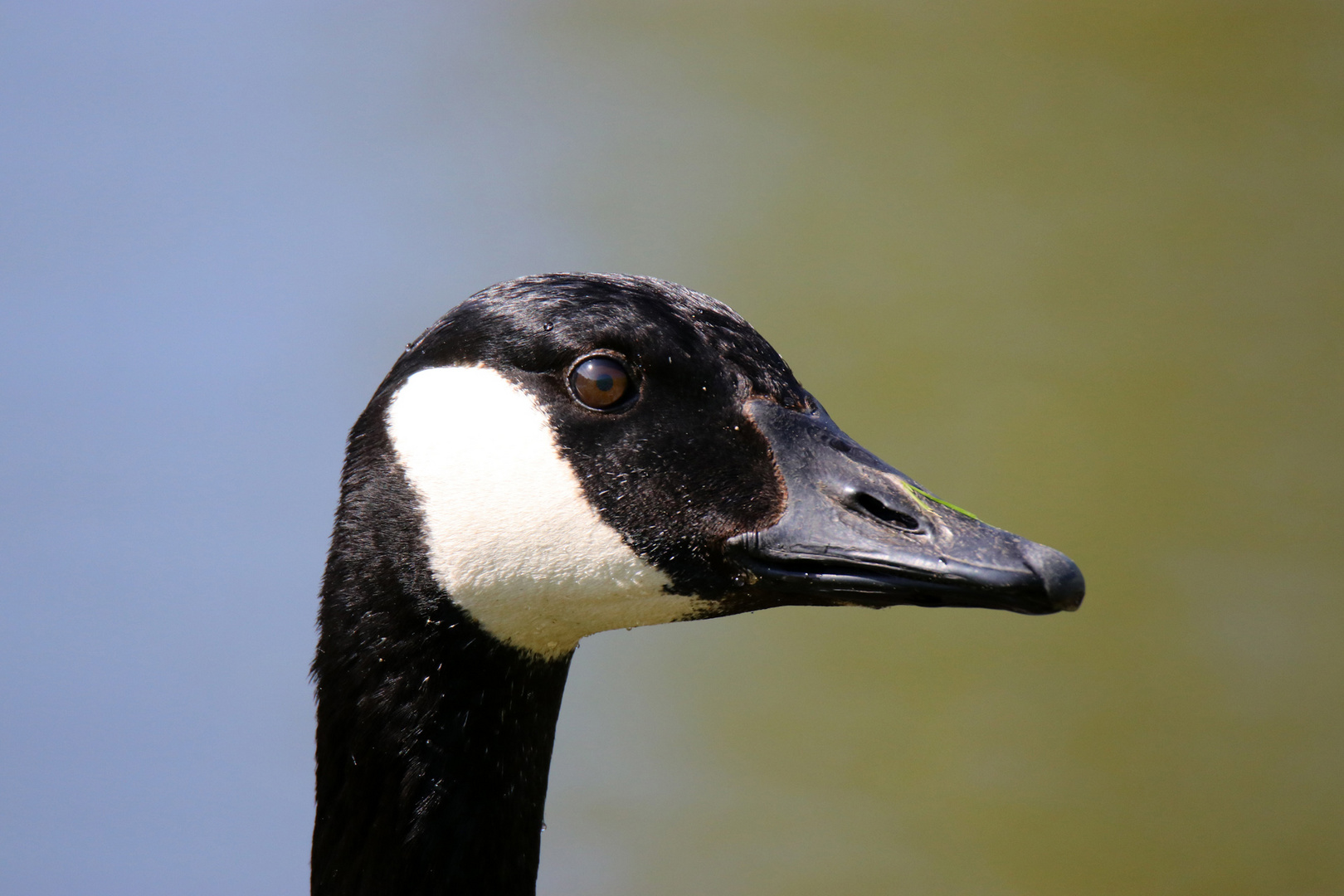 Kanadier Foto & Bild | tiere, wildlife, wild lebende vögel Bilder auf ...