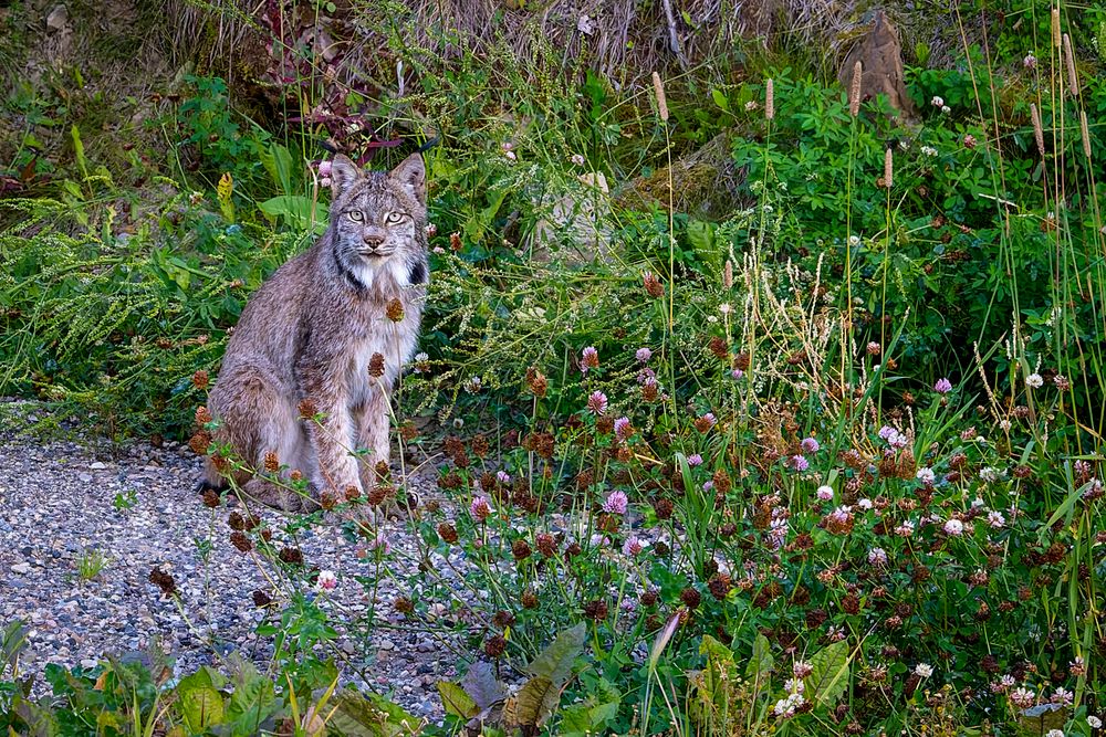 Kanadischer Luchs Foto & Bild | north america, canada, tiere Bilder auf ...