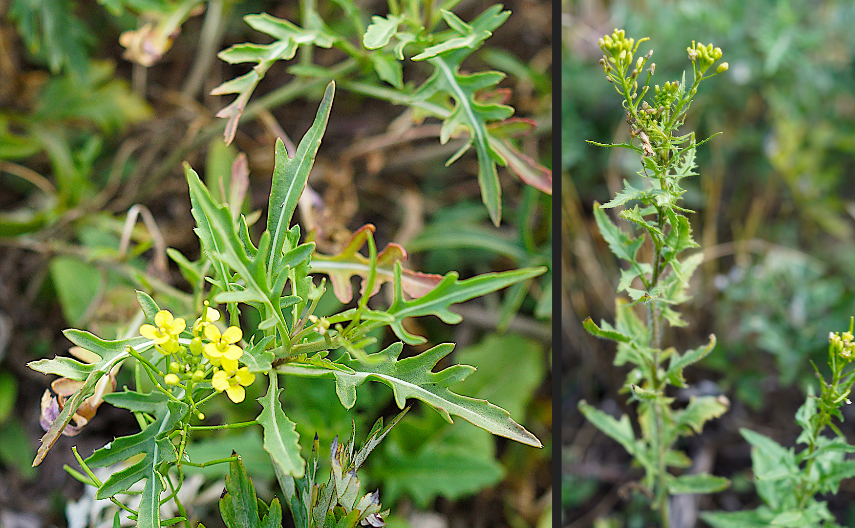Kanaldamm-Flora: Wegrauke – Arznei-Rucola Foto & Bild | deutschland, europe, berlin Bilder auf ...