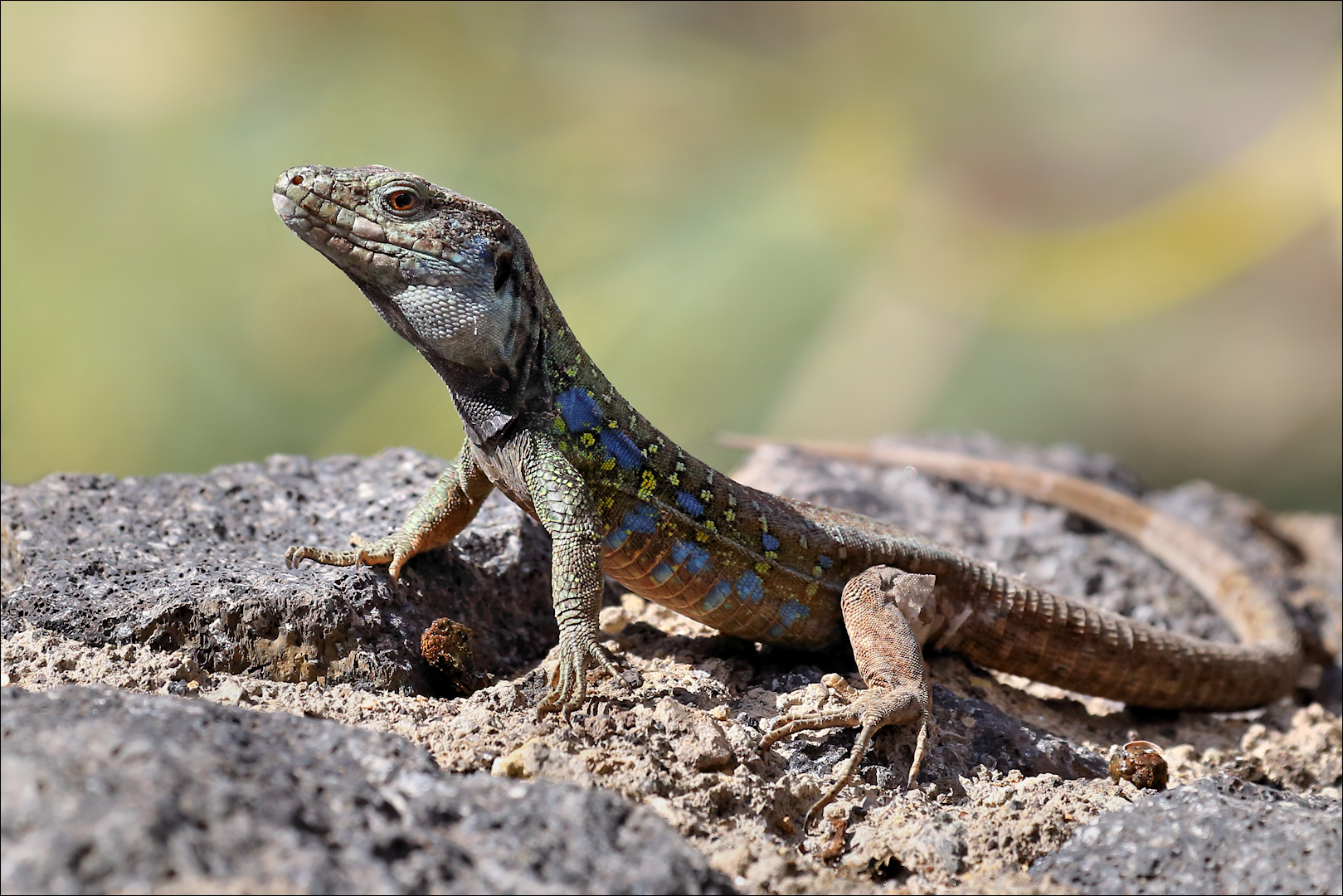 Kanaren Eidechse Foto & Bild | natur, teneriffa, spanien Bilder auf fotocommunity