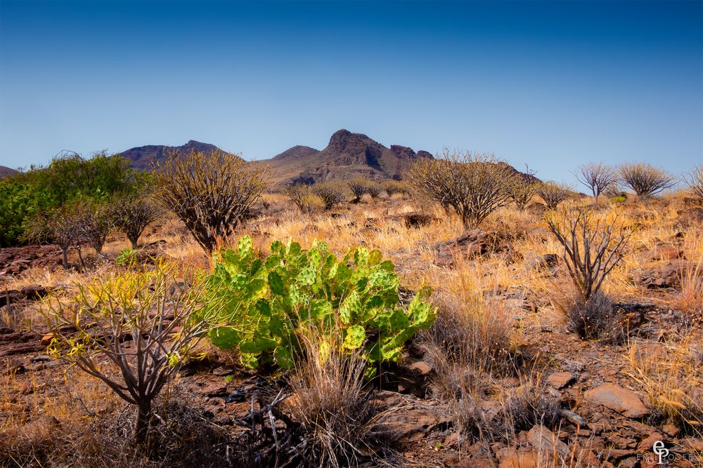 Kanaren1048 Foto & Bild | europe, canary islands die kanaren, spain ...