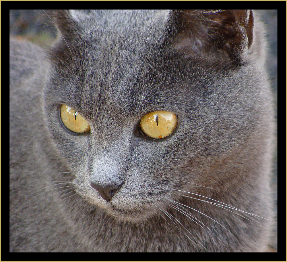 Kanarische Katzenaugen Foto & Bild | tiere, haustiere, katzen Bilder auf fotocommunity