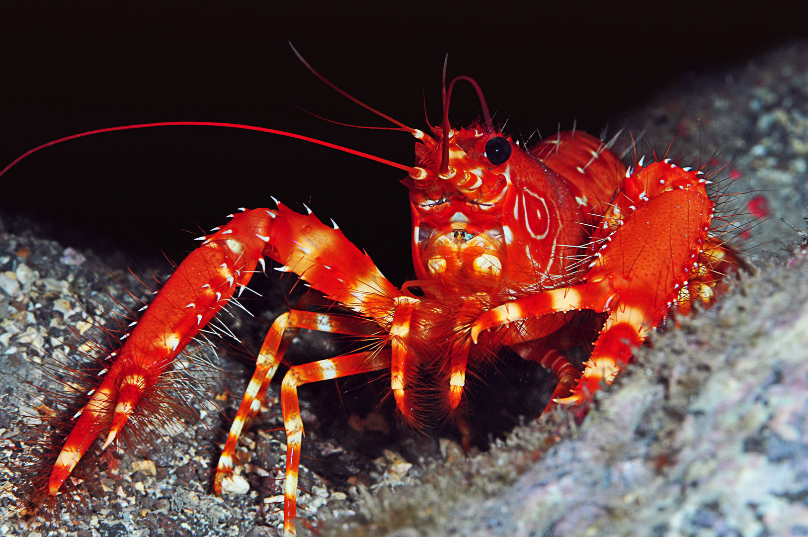 Kanarischer Hummer Foto & Bild | tiere, wildlife, krebse Bilder auf ...