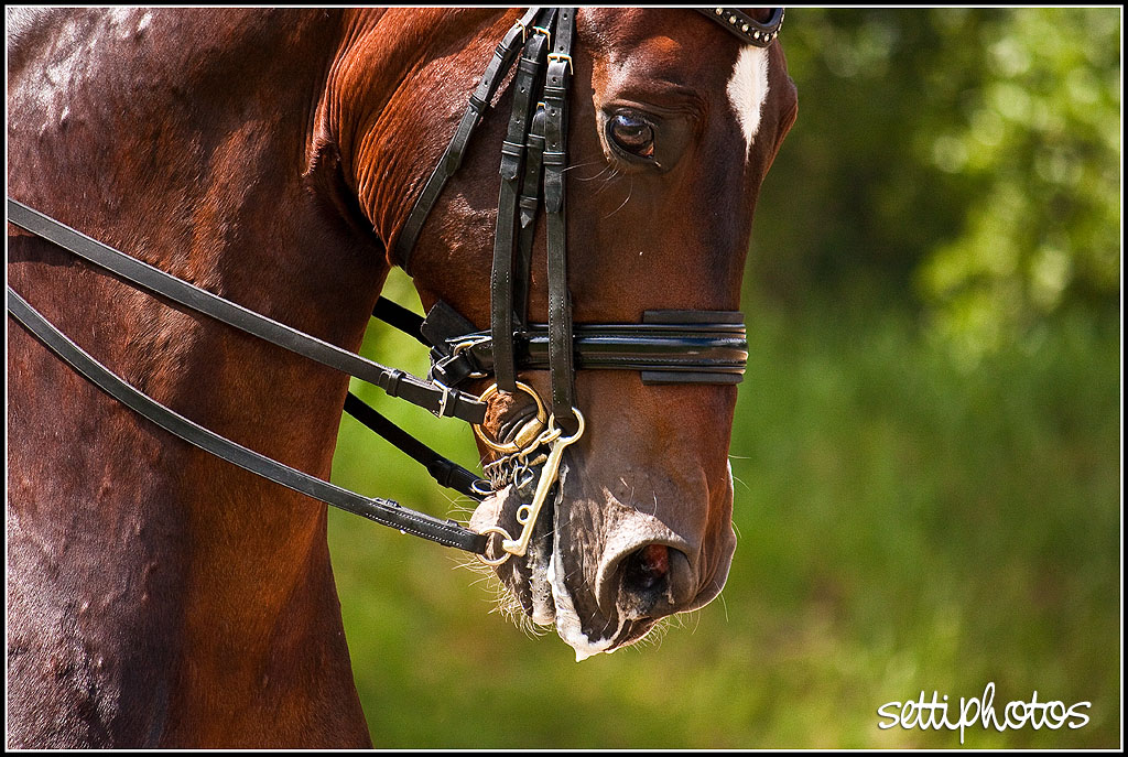 Kandare Foto & Bild | tiere, haustiere, pferde, esel, maultiere Bilder ...