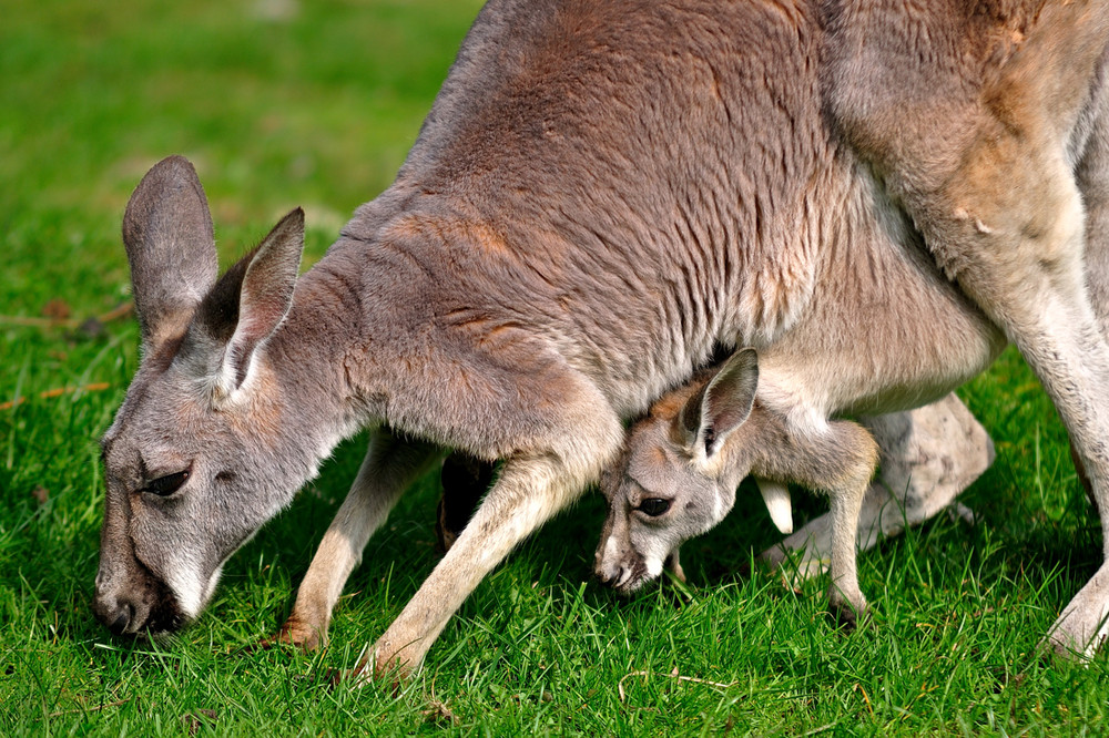Kanguru Foto & Bild | tiere, zoo, wildpark & falknerei, säugetiere ...