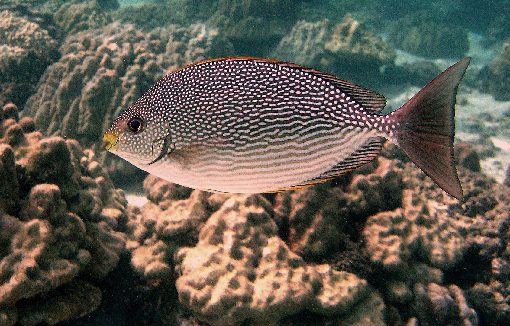 Kaninchenfisch (Siganus javus) Foto & Bild | Natur, Unterwasser, Natur ...