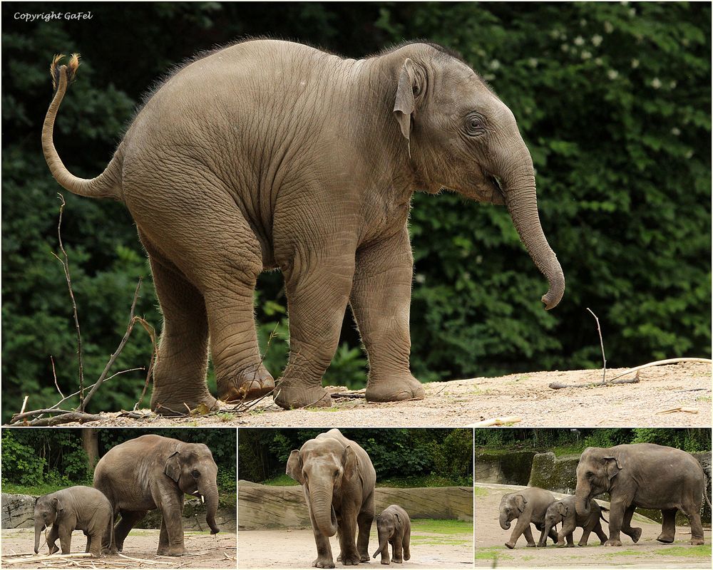 Kanja Foto & Bild | natur, zoo, tiere Bilder auf fotocommunity