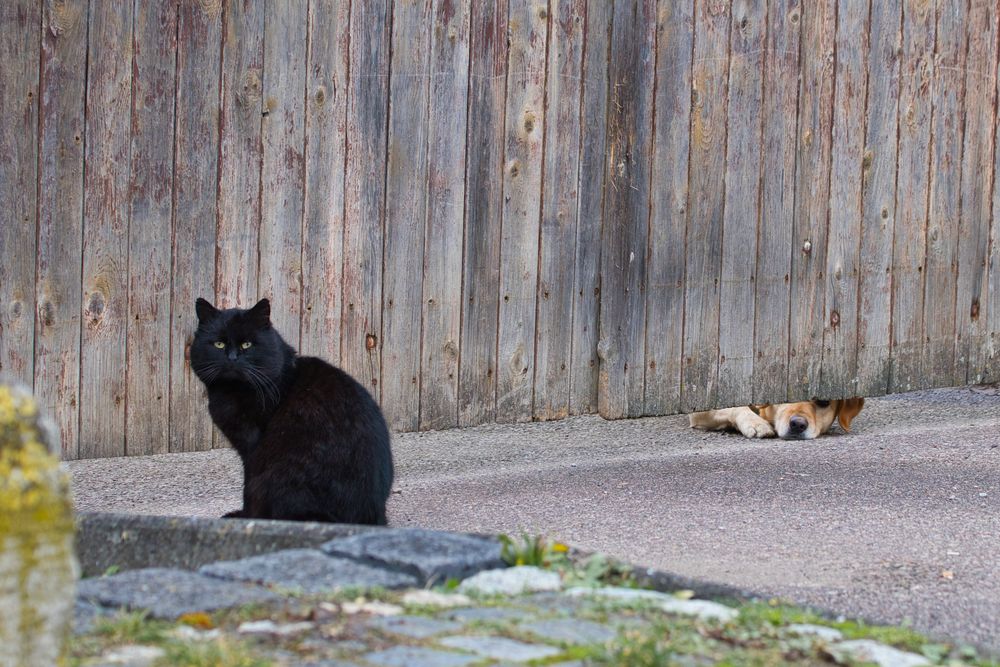 "Kann mal bitte jemand das Tor aufmachen" Foto & Bild | tiere ...