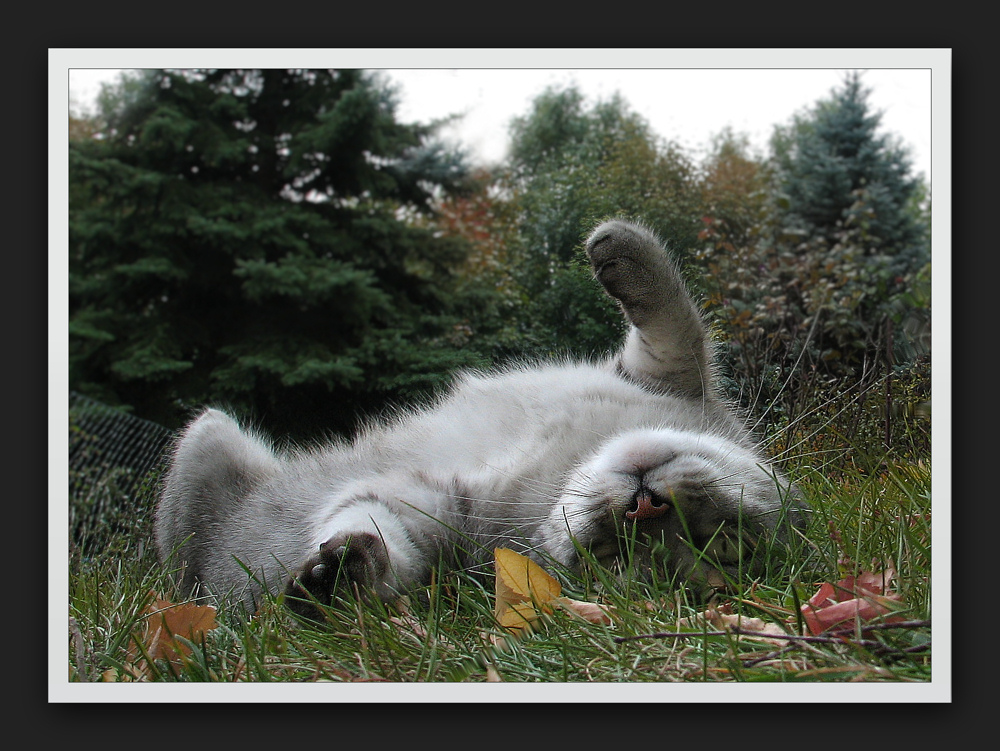 kann mal bitte wer Foto & Bild | tiere, haustiere, katzen Bilder auf ...