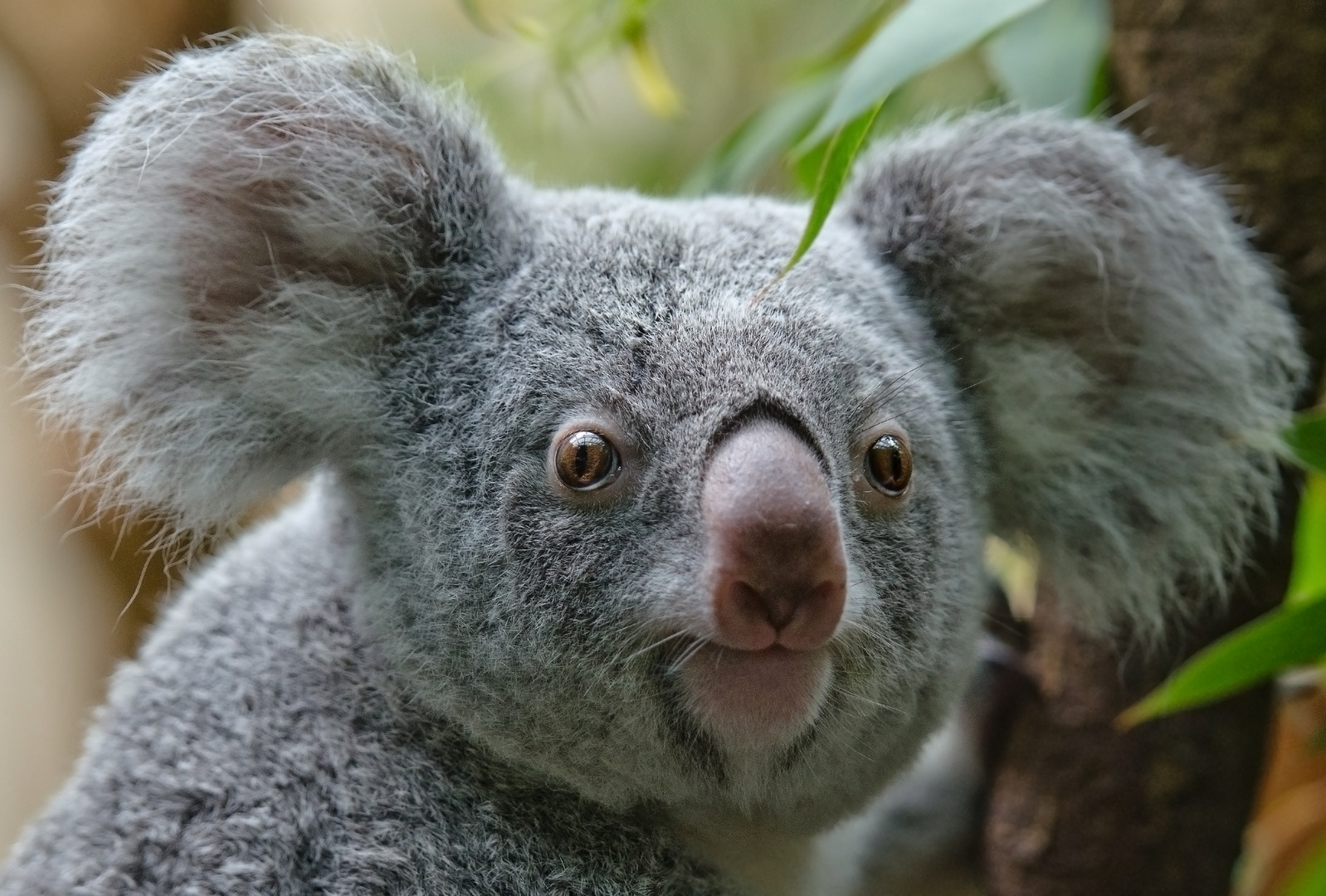 Kann man mit den Ohren fliegen? Foto & Bild | tiere, zoo, wildpark ...