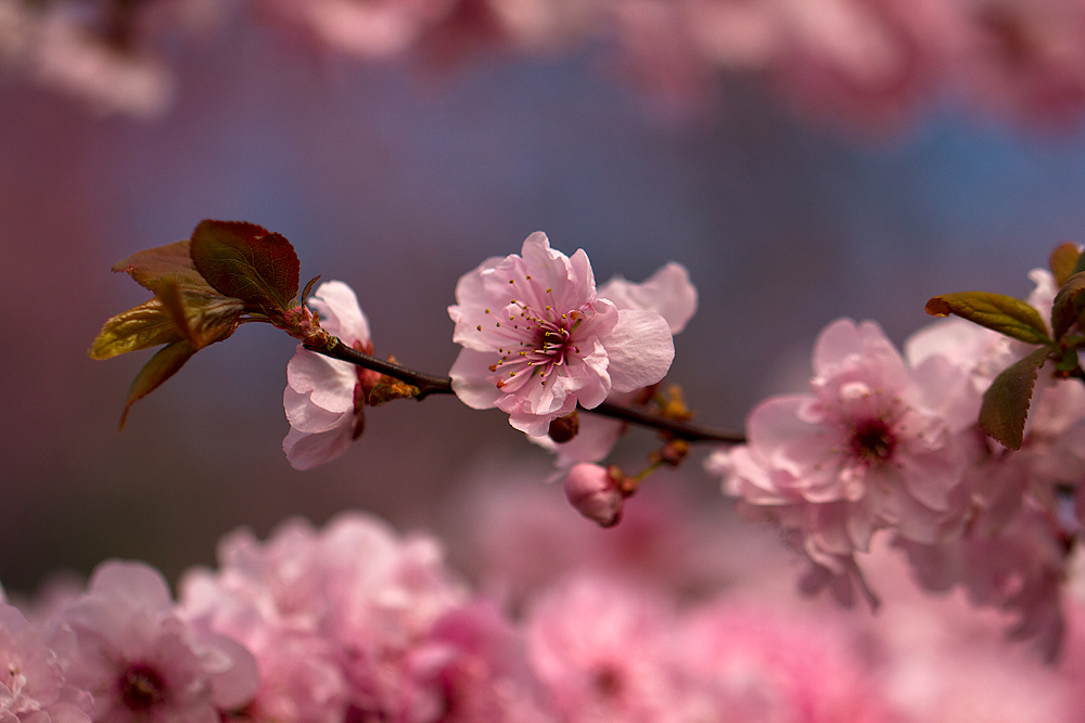 Kann Natur kitschig sein? Foto & Bild | pflanzen, pilze & flechten ...