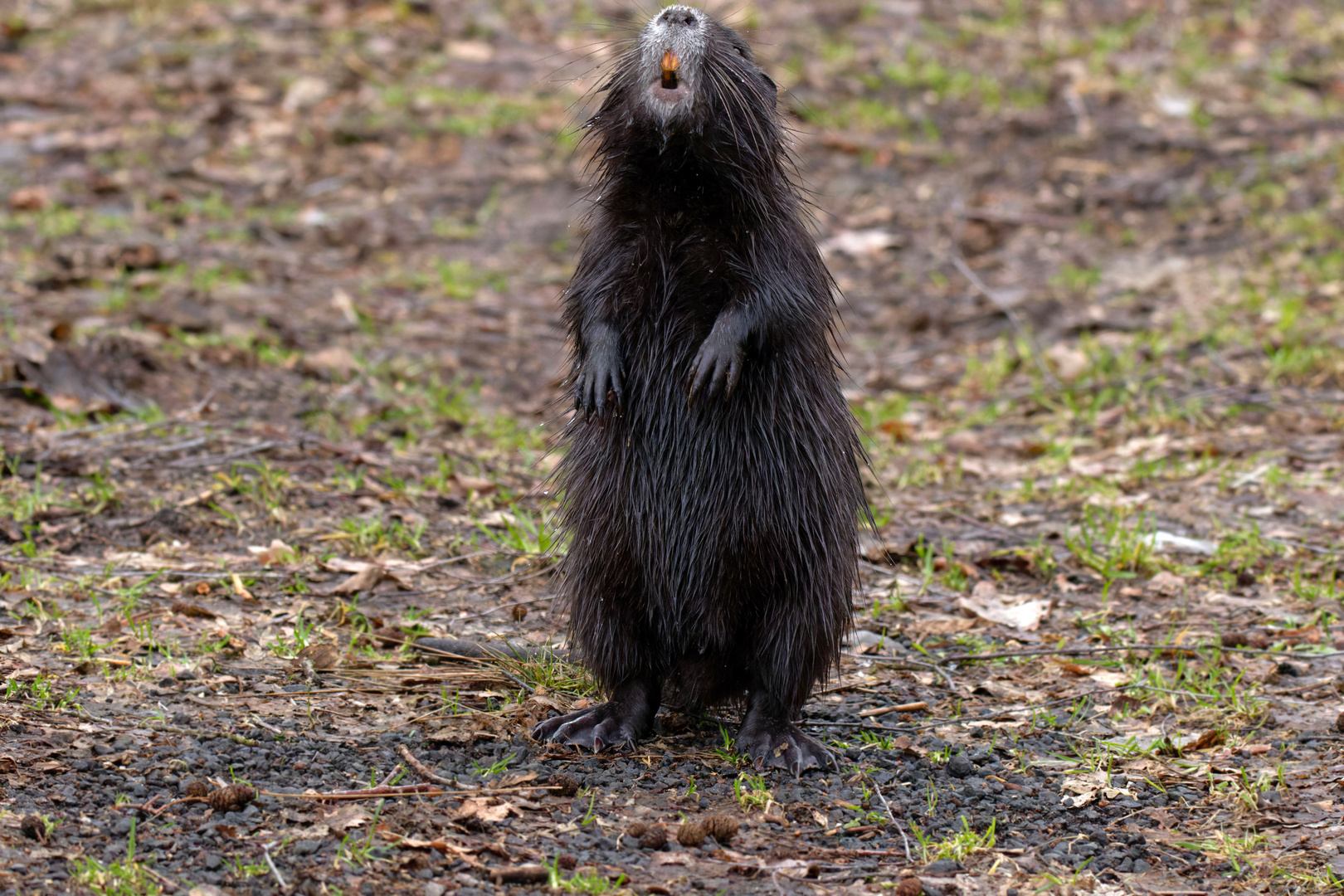"Kantenstubser" stehende Nutria (Myocastor coypus) Foto & Bild | wasser ...